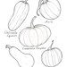 Types of Squash Coloring Page/instnat Download Coloring Page for Adults ...