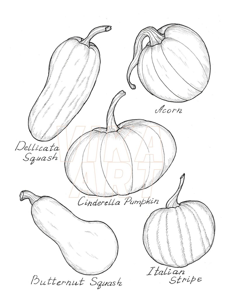 Types of Squash Coloring Page/instnat Download Coloring Page - Etsy
