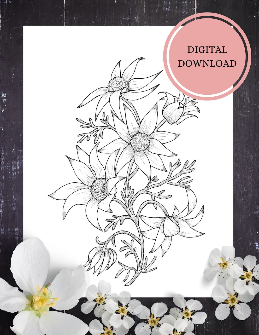 Flannel Flower Coloring Page/instant Download Coloring Page for Adults ...