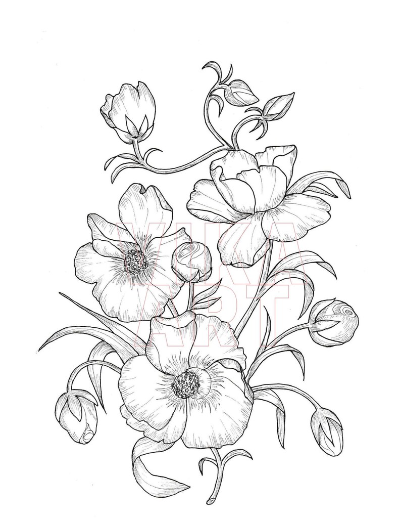 Ranunculus Flower Coloring Page/instant Download Coloring Page for ...