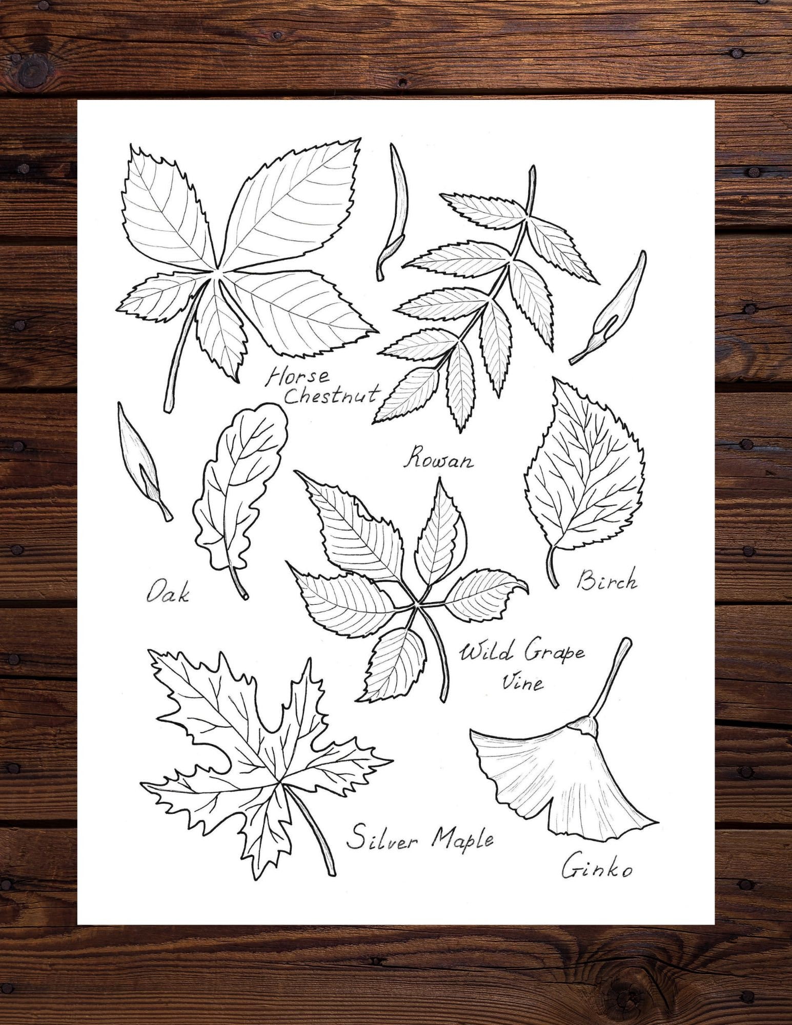 Autumn Leaves Coloring Page/instant Download Coloring Page for - Etsy