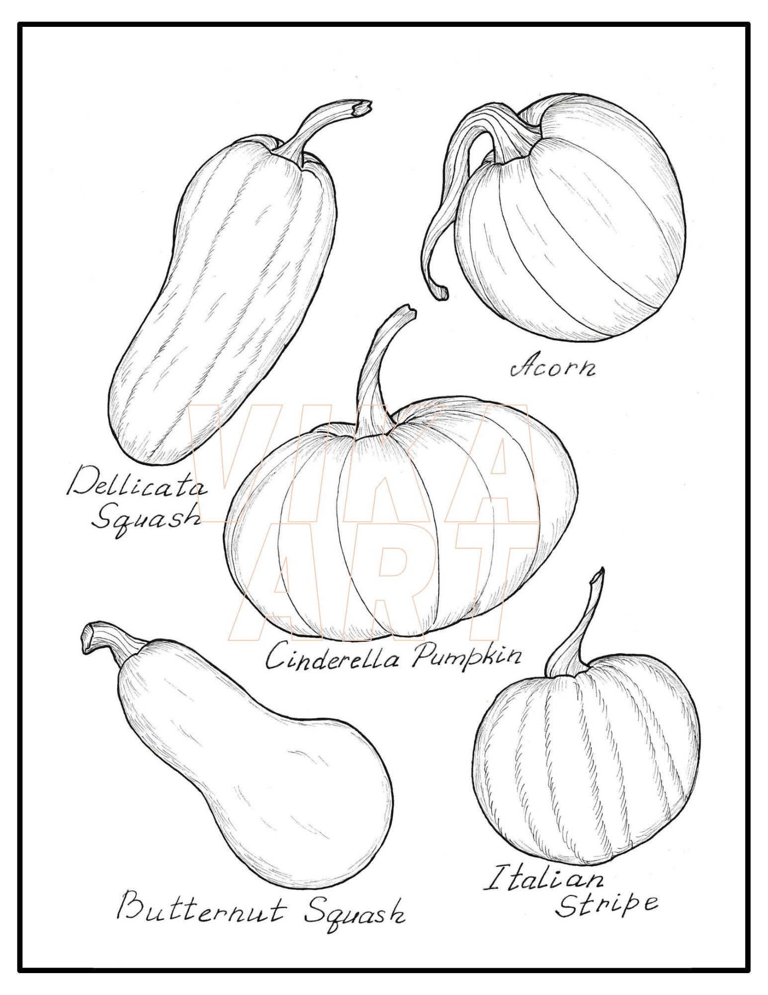 Types of Squash Coloring Page/instnat Download Coloring Page - Etsy