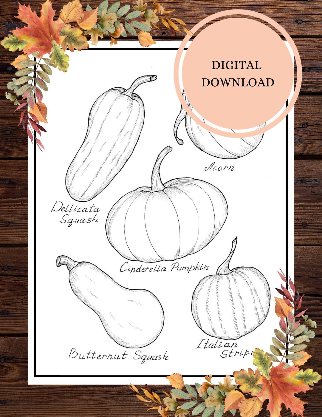 Squash Variety Coloring Page: Handmade Drawing (PDF) - Etsy