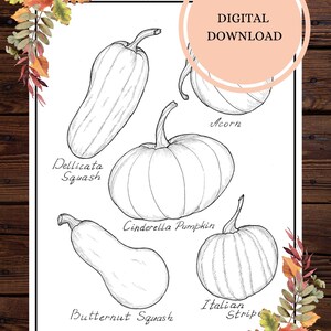 Types of Squash Coloring Page/instnat Download Coloring Page for Adults ...