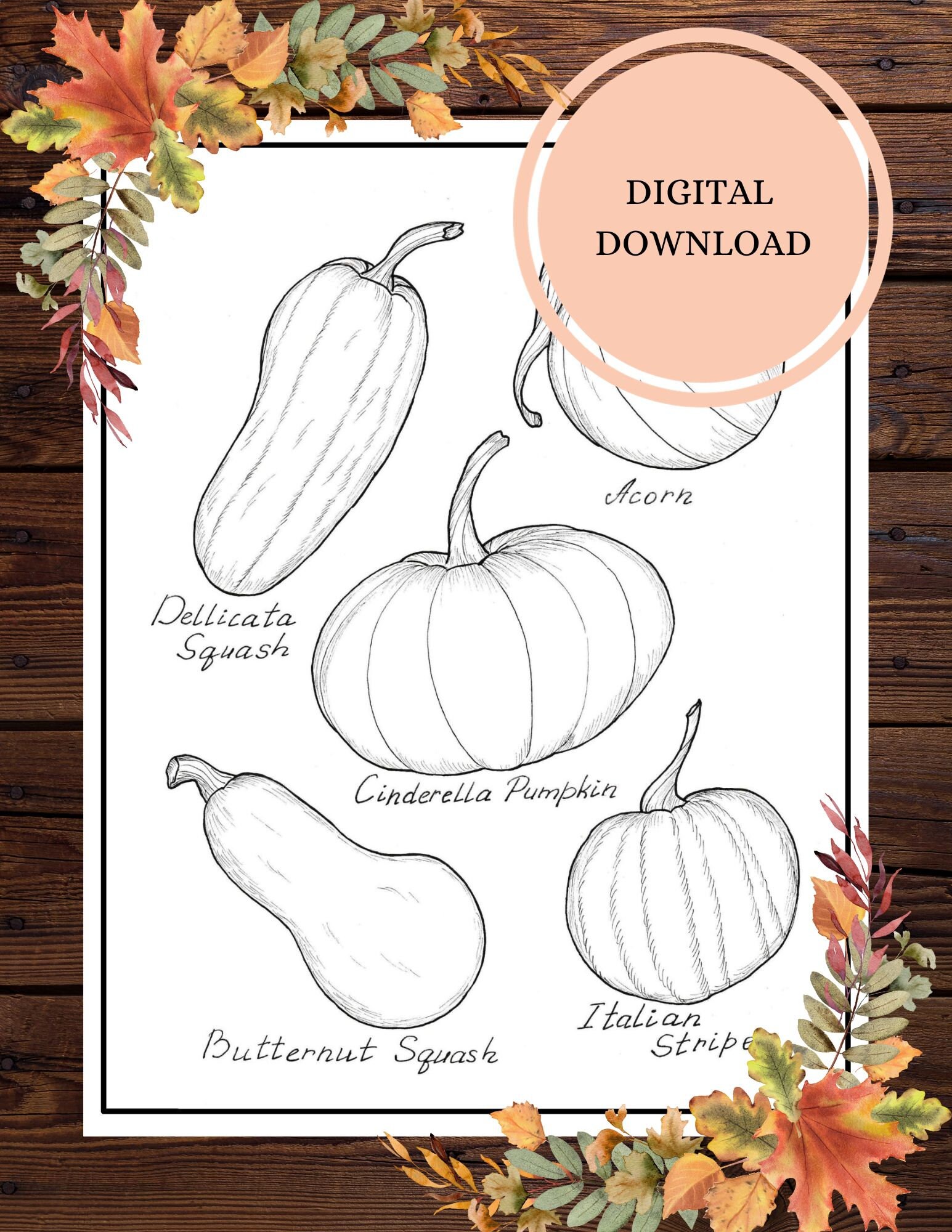 Types of Squash Coloring Page/instnat Download Coloring Page - Etsy