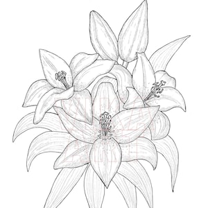 Lily Flower Coloring Page/instant Download Coloringpage for Adults and ...