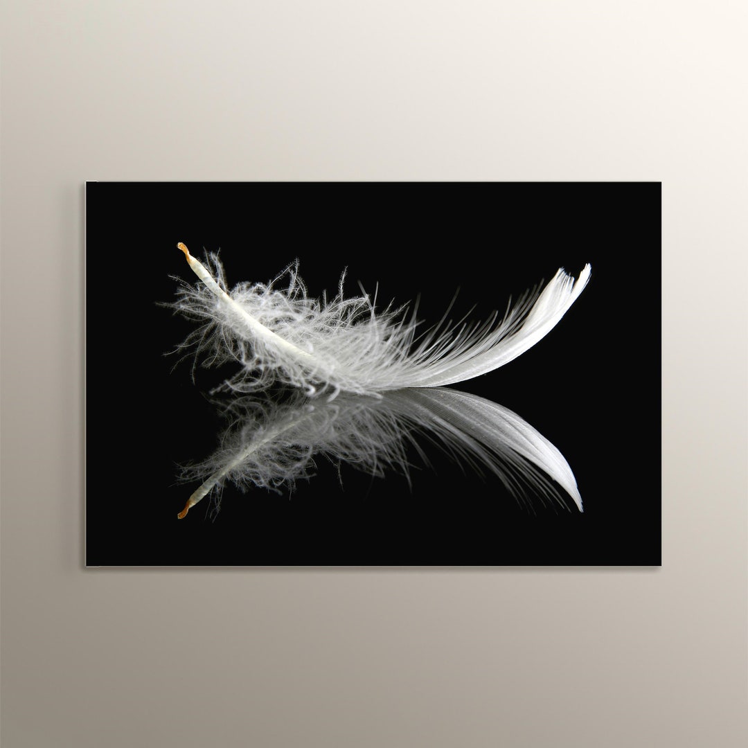 Black Background White Feather Modern Home Office MDF Wall Art Painting ...