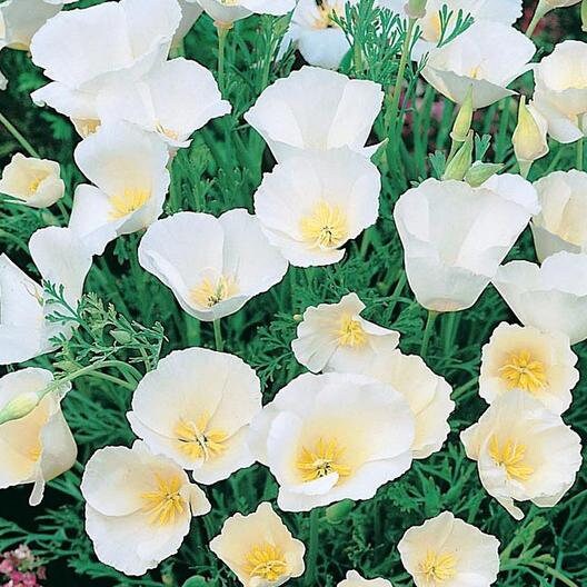 CALIFORNIA WILDFLOWERS Ivory Castle California Poppy 50 Seeds USA ...
