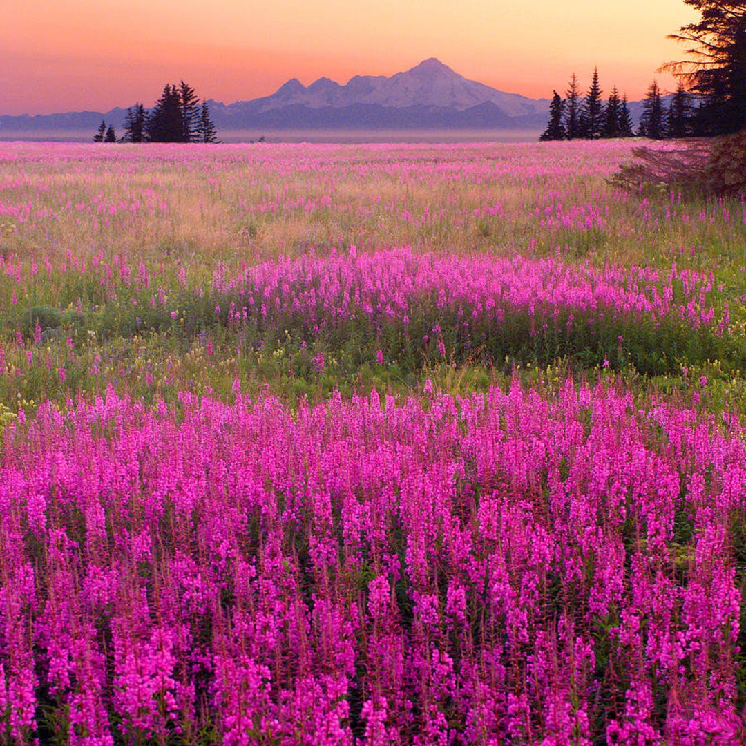 CALIFORNIA WILDFLOWER Fireweed 100 Seeds USA Seller - Etsy
