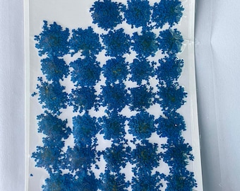 Pressed Flowers, Blue Lace Flowers 20pcs for Floral Art, Resin Craft ...