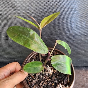 In Pot, Rare Weeping Hawaiian Blue Ginger Ready to Bloom Dichorisandra ...