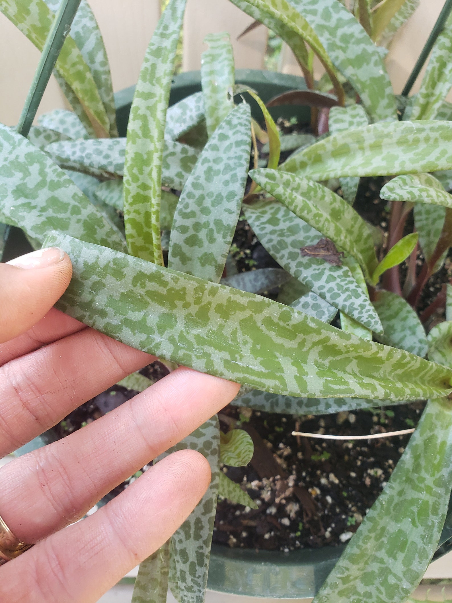 4"pot Rooted Silver Squill Ledebouria Socialis Leopard Rare Succulent ...