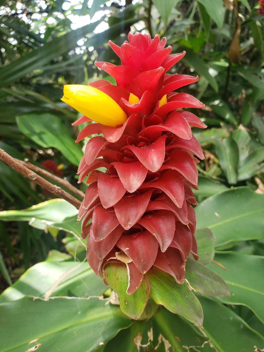 In Pot Live Well-rooted Insulin Plant, Spiral Ginger, Red Button Ginger in Pot 10-30 Inches Tall ...