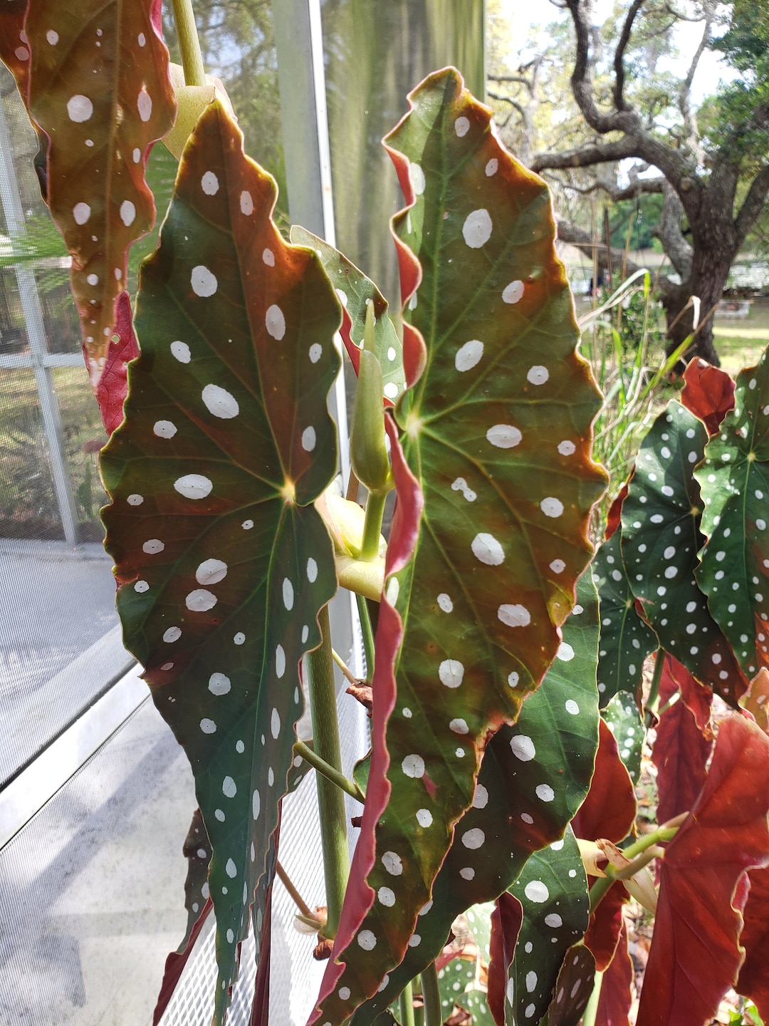 In Pot, Well-rooted Rare Large Angel Wing Begonia, Begonia Maculata ...