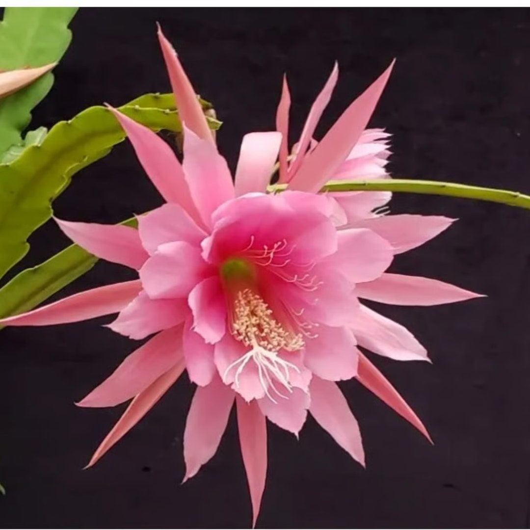 In Pot Well-rooted Rare Orchid Cactus Fruhlinstou Epiphyllum Lady of ...