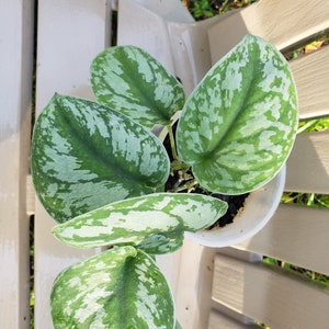 In Pot Live Well-rooted Rare Satin Pothos Silver Philodendron Silvery ...