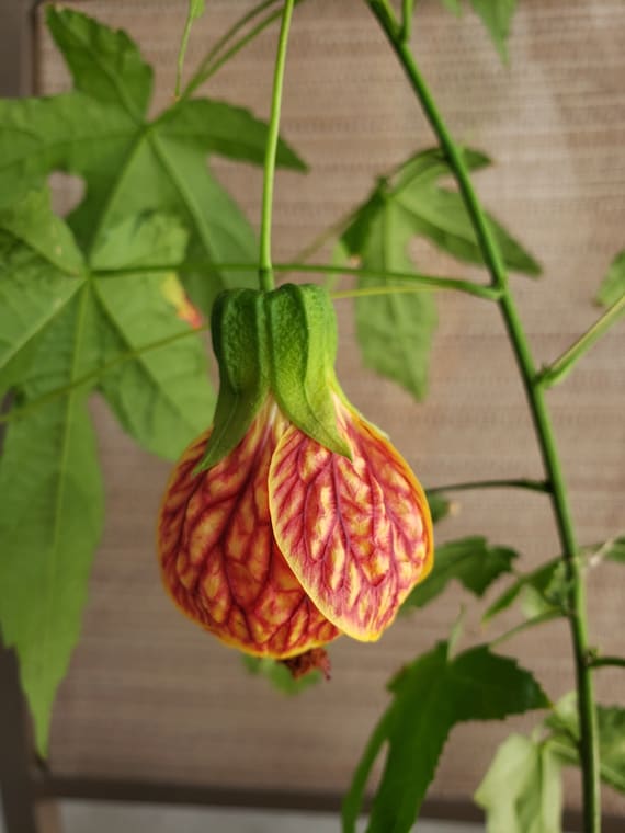 IN POT Live Plant From Cuttings Chinese Lantern Tiger Eye - Etsy