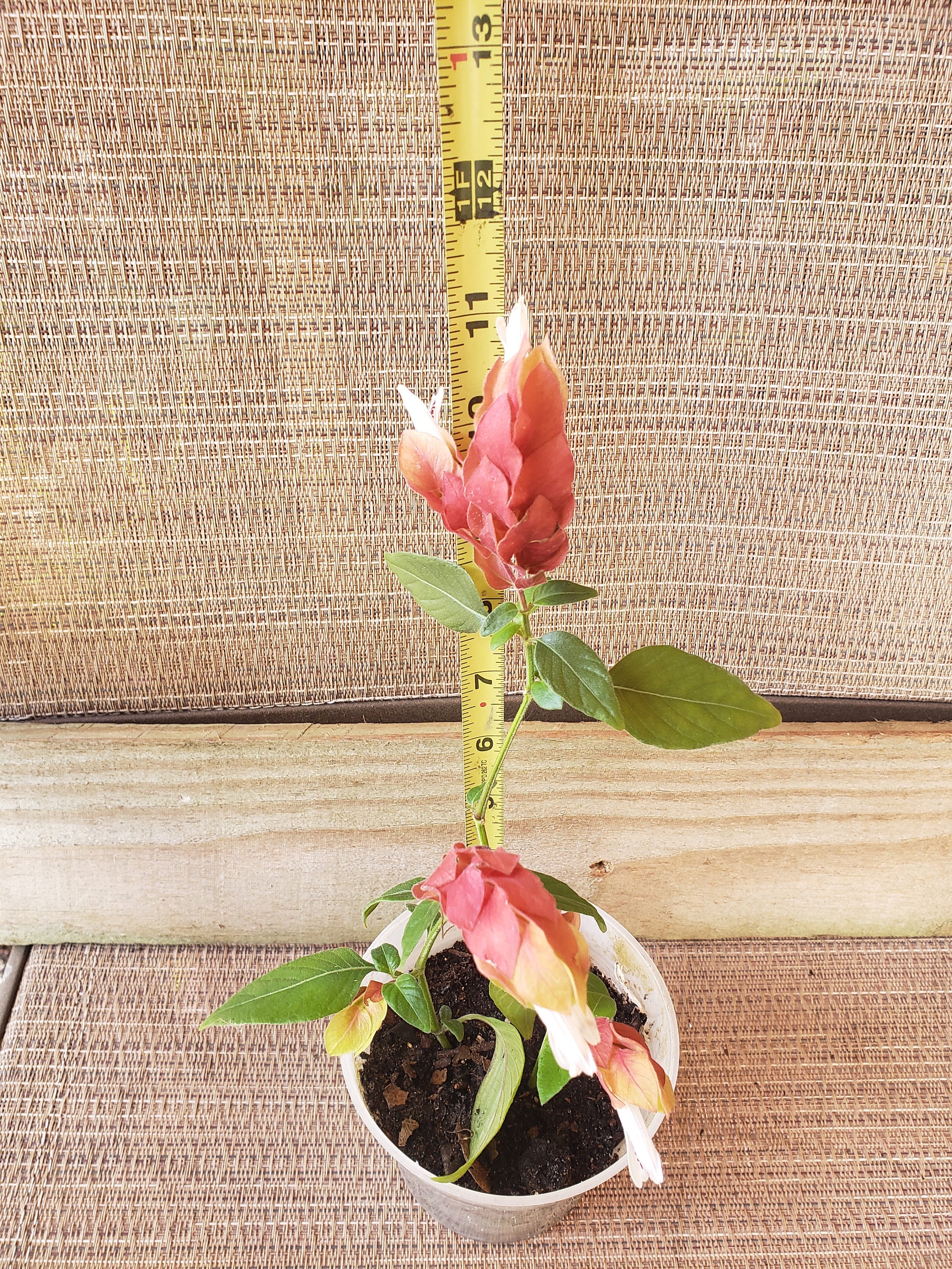 In 4 Inch Pot, Live Well-rooted Justicia Brandegeana Shrimp Plant ...