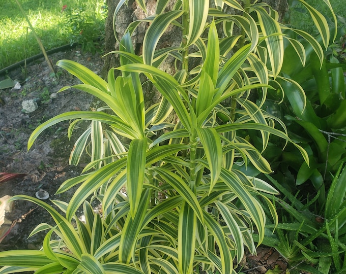 In Pot Live Well-rooted Song of India Plant Dracaena Reflexa - Etsy