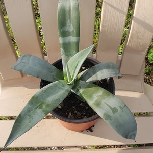 In Pot Live Well-rooted Blue American Agave Century Plant - Etsy