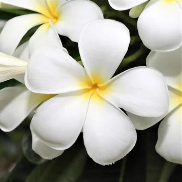 White Plumeria - Etsy