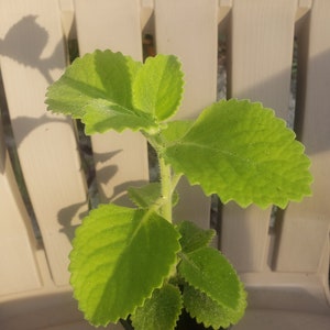 4" Pot Live Plant, Mexican Oregano, Filipino Philippine Kalabo Oregano ...