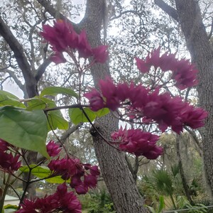 Live Well-rooted Java Red Bleeding Heart Vine Clerodendrum Delectum - Etsy