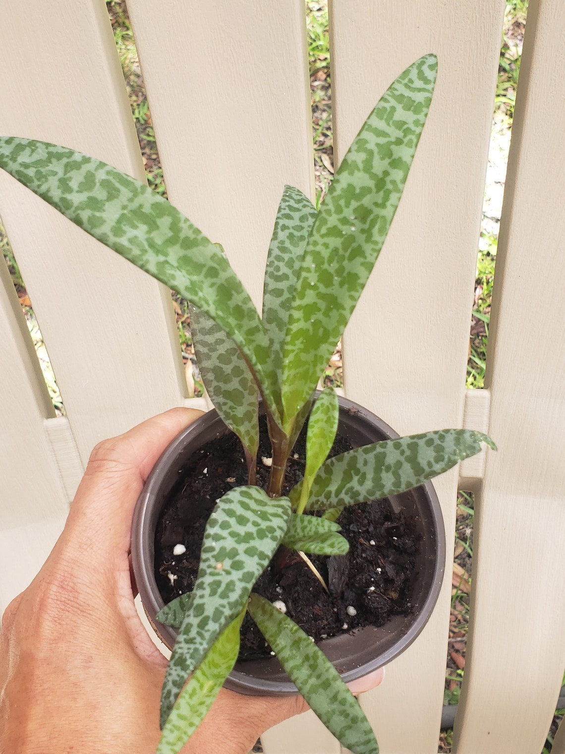 4"pot Rooted Silver Squill Ledebouria Socialis Leopard Rare Succulent ...