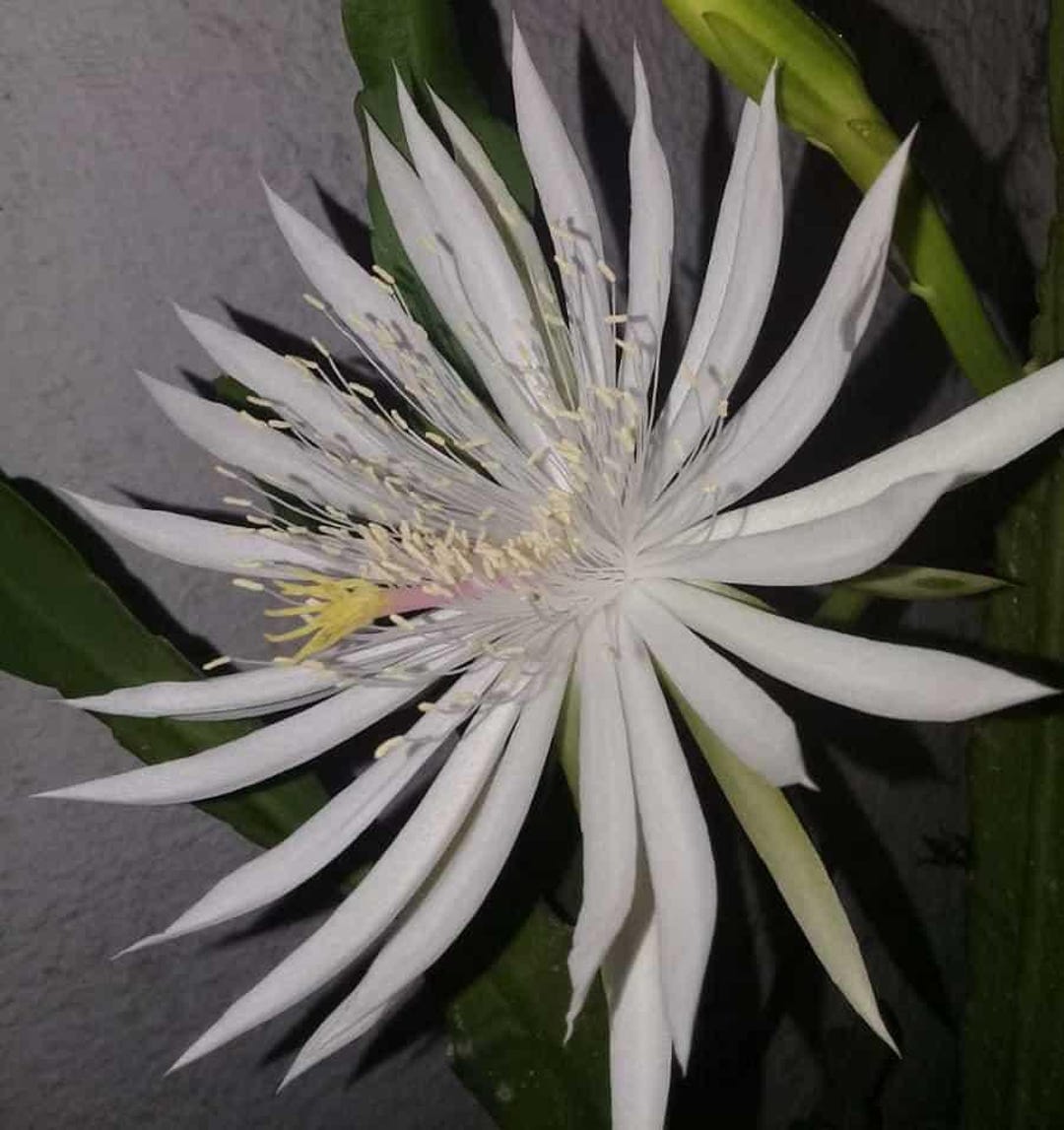 In Pot Rooted Rare Hookeri Epiphyllum Plant Hooker's Orchid Cactus - Etsy