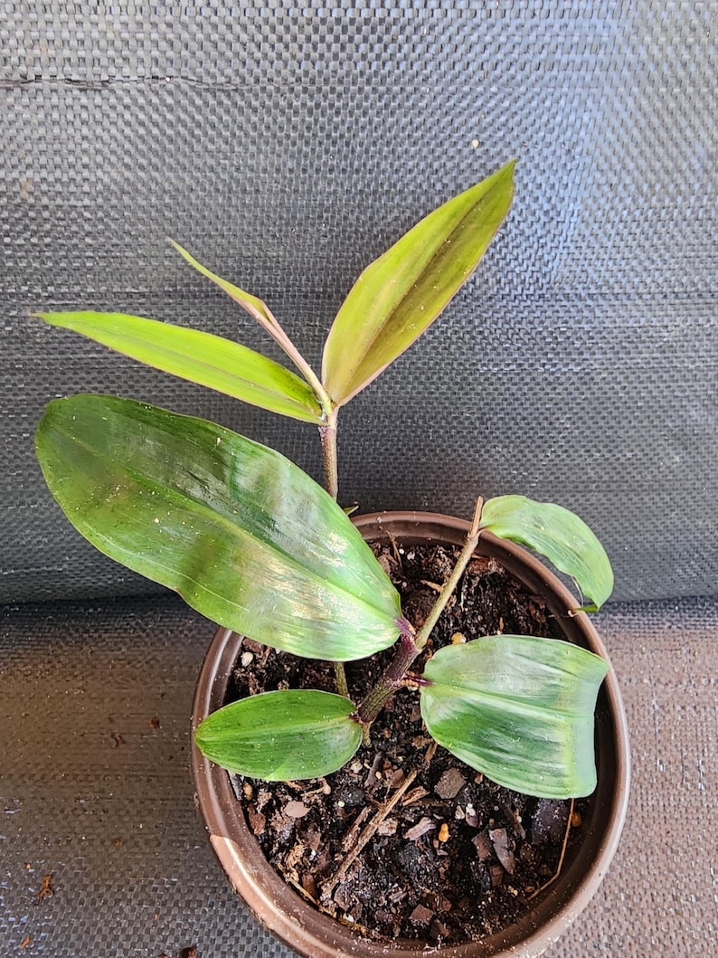 In Pot, Rare Weeping Hawaiian Blue Ginger Ready to Bloom Dichorisandra ...