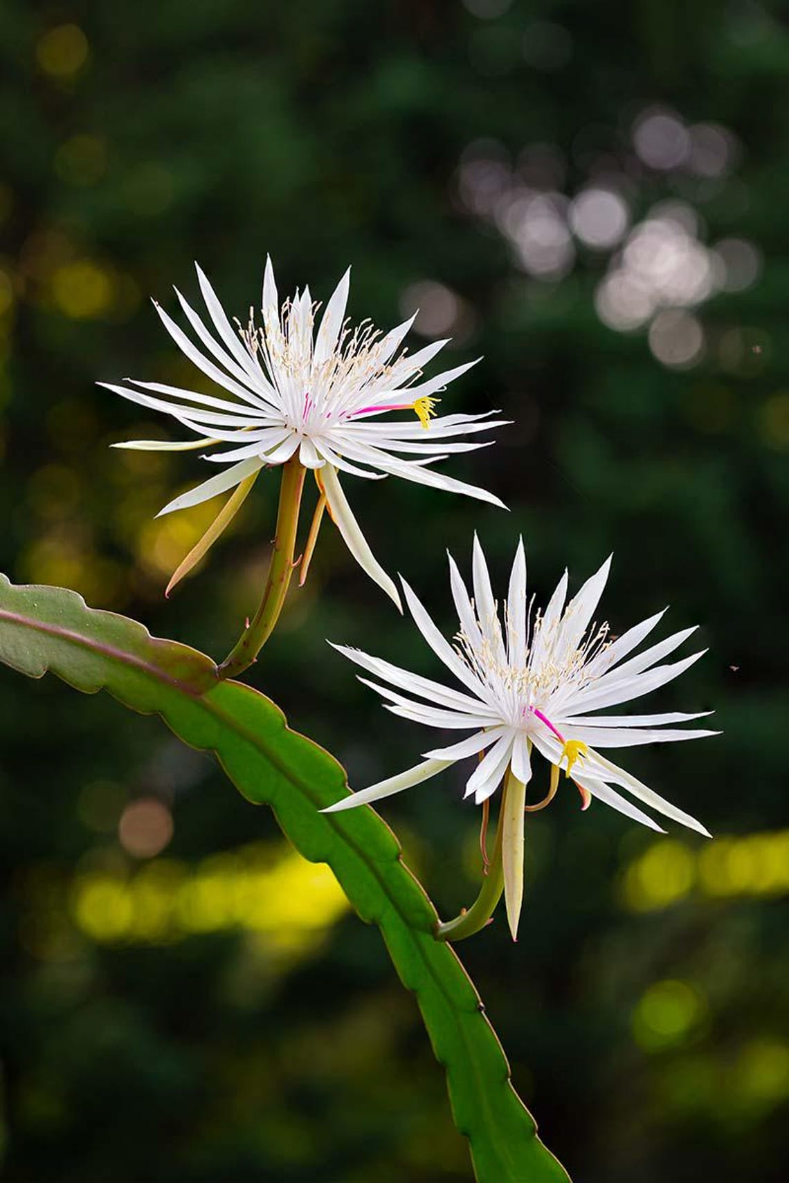 In Pot Rooted Rare Hookeri Epiphyllum Plant Hooker's Orchid Cactus - Etsy