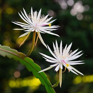 In Pot Rooted Rare Hookeri Epiphyllum Plant Hooker's Orchid Cactus - Etsy