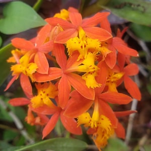 In Pot, Well-rooted Reed Orchid Epidendrum Radicans Fire Star Orchid - Etsy