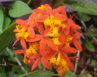 Rare Red EPIDENDRUM RADICANS Reed Stem Orchid, 'red Ballerina' Fire ...