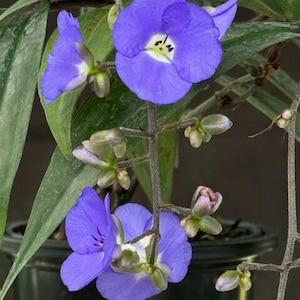 In Pot, Rare Weeping Hawaiian Blue Ginger Ready to Bloom Dichorisandra ...