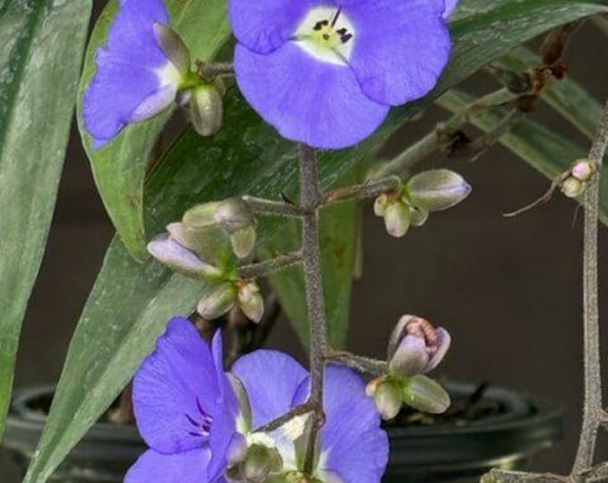 In Pot, Rare Weeping Hawaiian Blue Ginger Ready to Bloom Dichorisandra ...