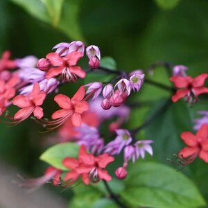 Live Well-rooted Java Red Bleeding Heart Vine Clerodendrum Delectum - Etsy