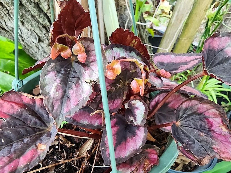 4" Pot Rare Variegated Begonia Rex "red Heart" Plant Painted Leaf Fancy ...