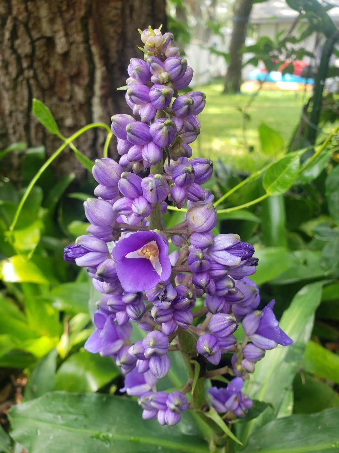 In Pot, Well-rooted Rare Hawaiian Blue Ginger Ready to Bloom ...