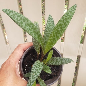 4"pot Rooted Silver Squill Ledebouria Socialis Leopard Rare Succulent ...