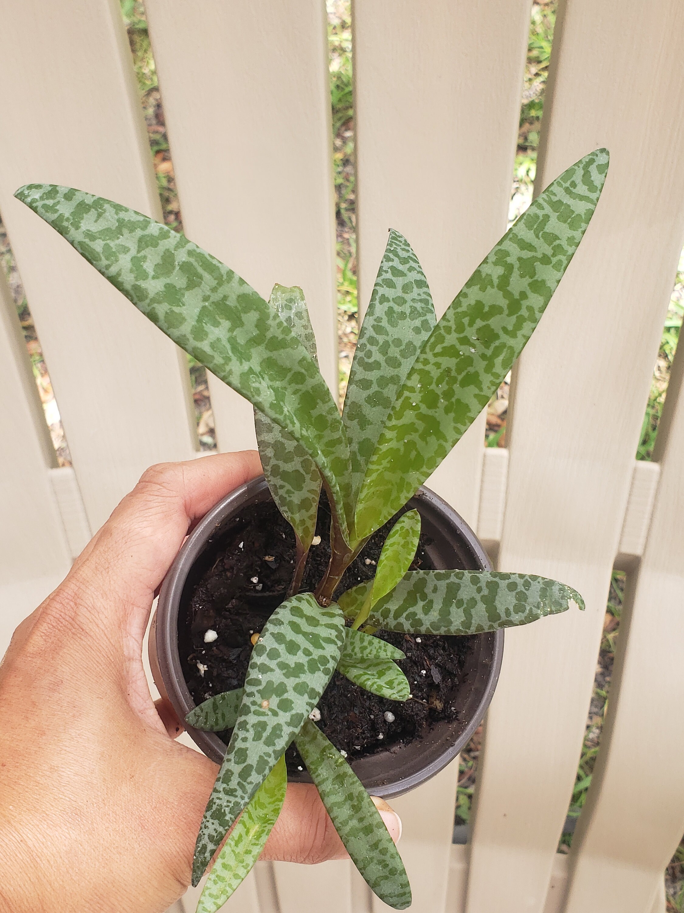 4"pot Rooted Silver Squill Ledebouria Socialis Leopard Rare Succulent ...