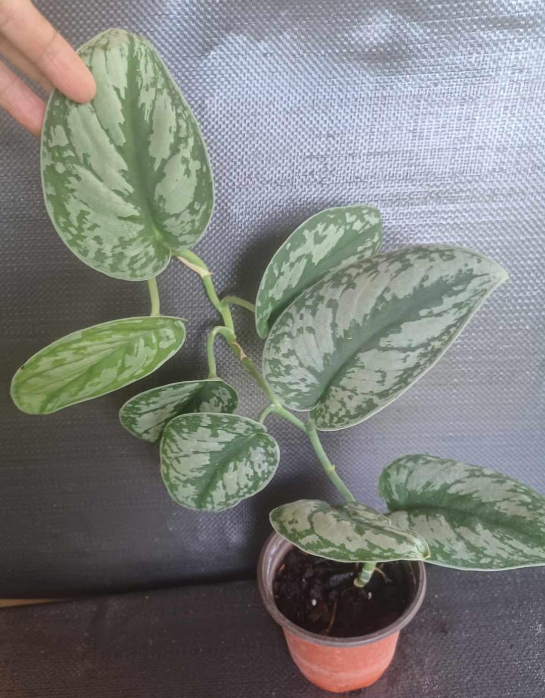 In Pot Live Well-rooted Rare Satin Pothos Silver Philodendron Silvery ...
