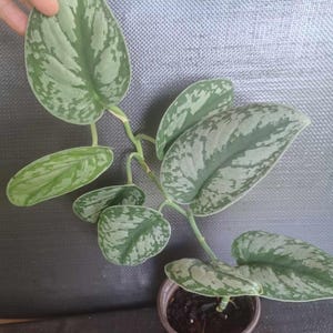 In Pot Live Well-rooted Rare Satin Pothos Silver Philodendron Silvery ...