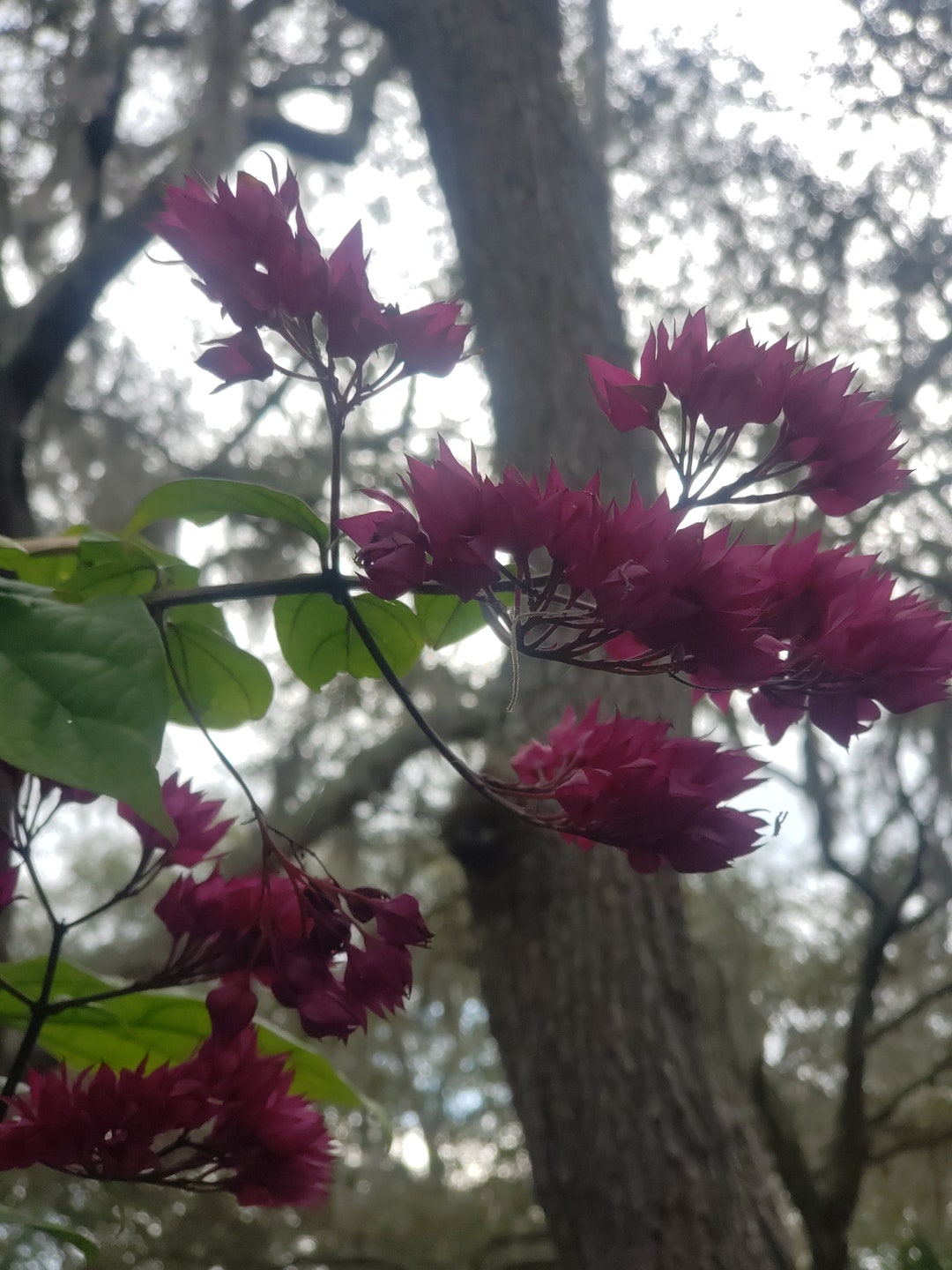 Live Well-rooted Java Red Bleeding Heart Vine Clerodendrum Delectum - Etsy