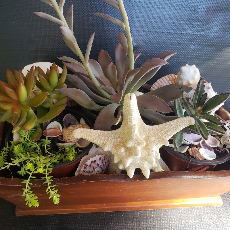 Shell Arrangements - Etsy