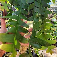 Shark Tooth Cactus - Etsy