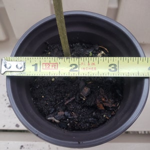 Live Well-rooted Java Red Bleeding Heart Vine Clerodendrum Delectum - Etsy