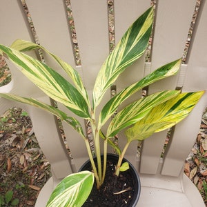 Well-rooted Variegated Shell Ginger Plant, Alpinia Zerumbet in 4 Inch ...