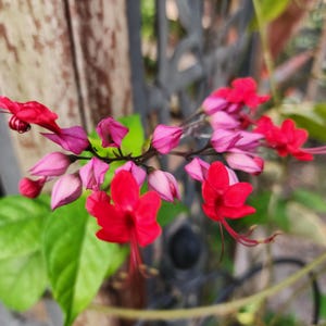 Live Well-rooted Java Red Bleeding Heart Vine Clerodendrum Delectum - Etsy