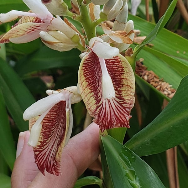 Ginger Plants - Etsy